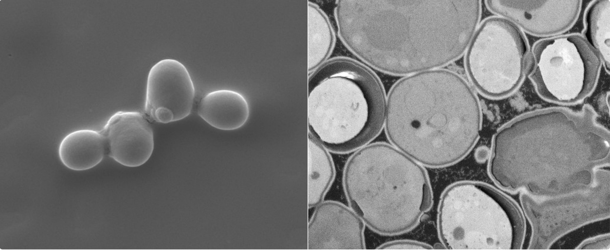 Current Projects - Ignea Lab