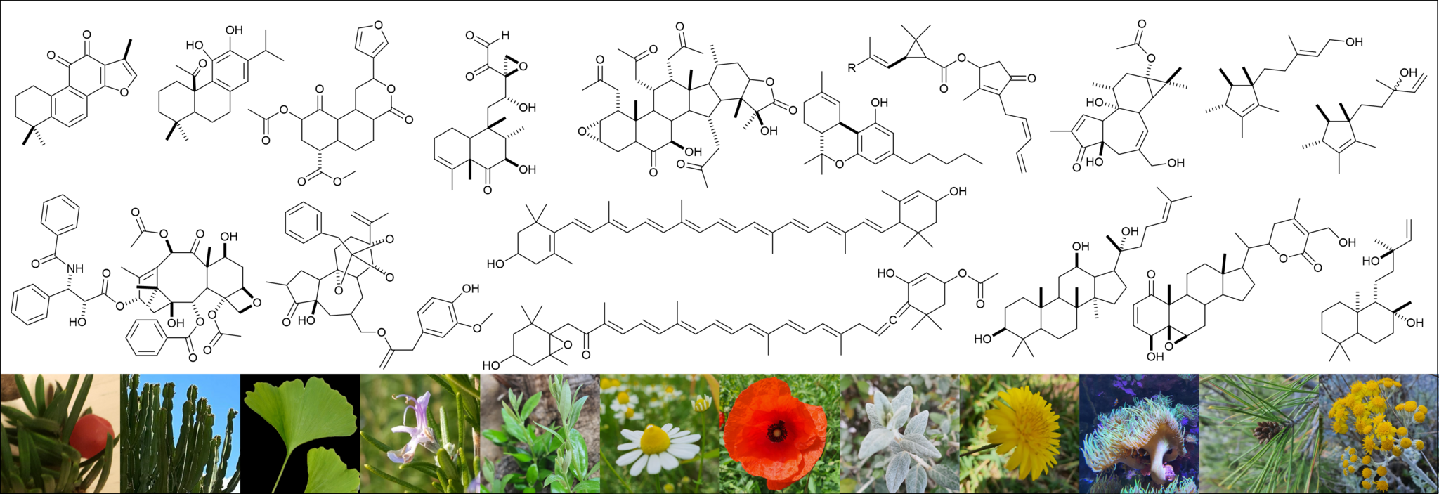 Current Projects - Ignea Lab