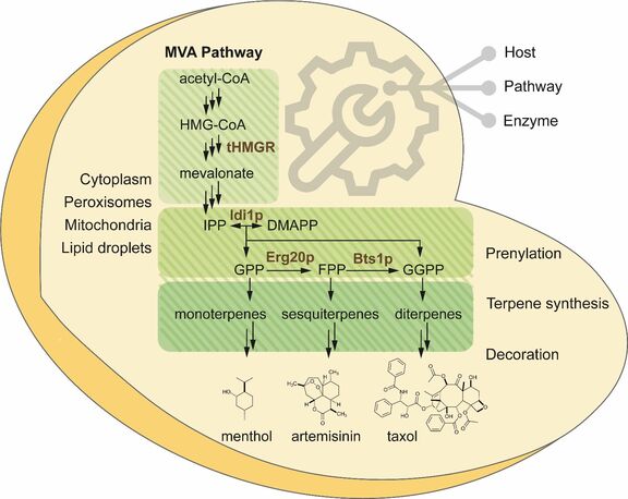 Our Research - Ignea Lab