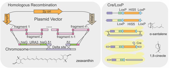 Our Research - Ignea Lab