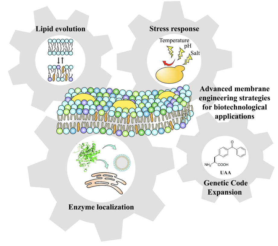 Current Projects - Ignea Lab